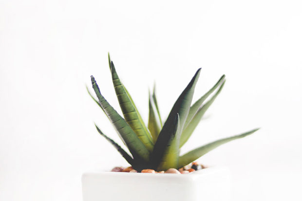 Choosing the Right Plants For Your Minimalist Garden Design - mmminimal
