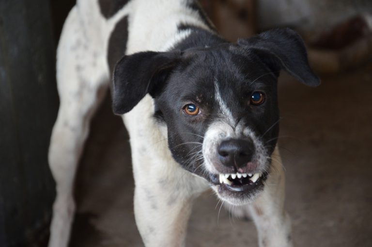 4 Things You Should Do If You Were Bitten By A Stray Dog - mmminimal